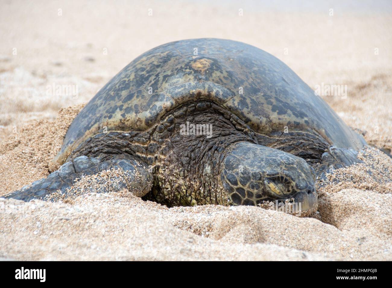 Green sea turtle at Haliewa Alii beach, Oahu, Hawaii Stock Photo - Alamy