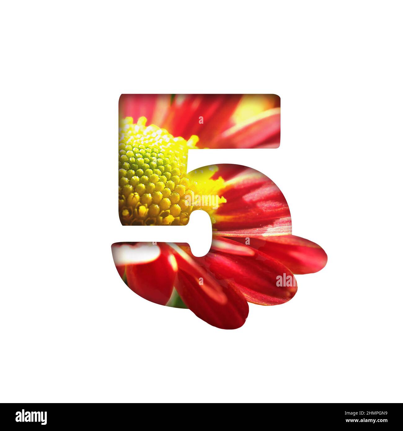 Number 5 shape. Five silhouette with chrysanthemum flowers cut out of ...