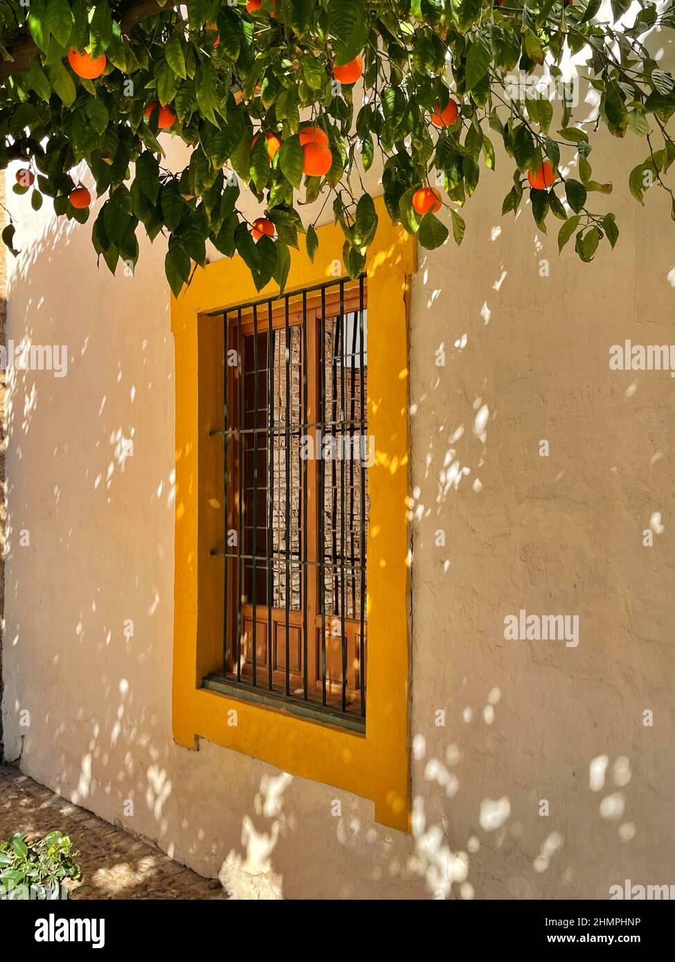 Orange tree by a window, Seville, Andalusia, Spain Stock Photo - Alamy