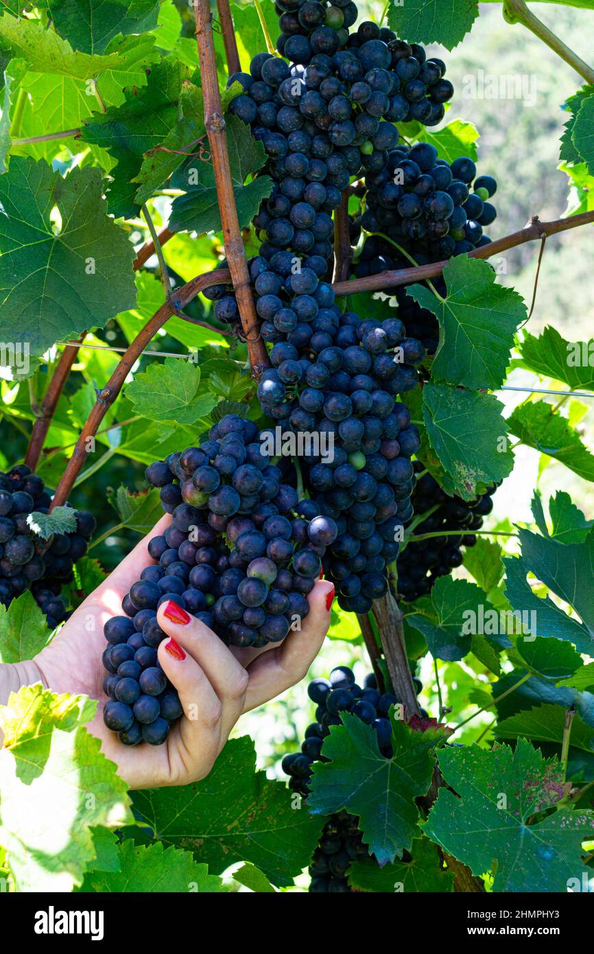 Picking harvesting hi-res stock photography and images - Alamy