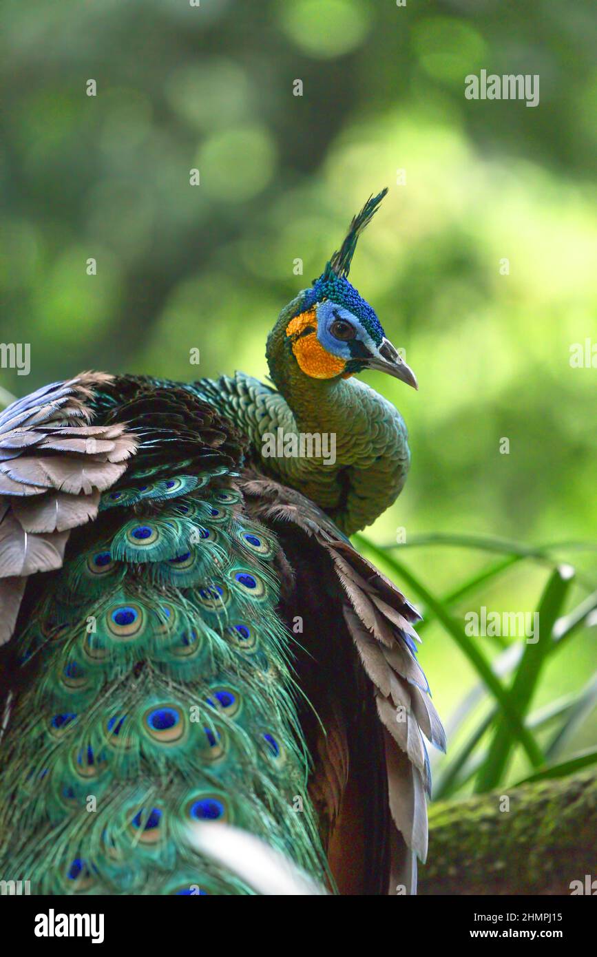 Close-up portrait of a Javan peacock, Indonesia Stock Photo - Alamy