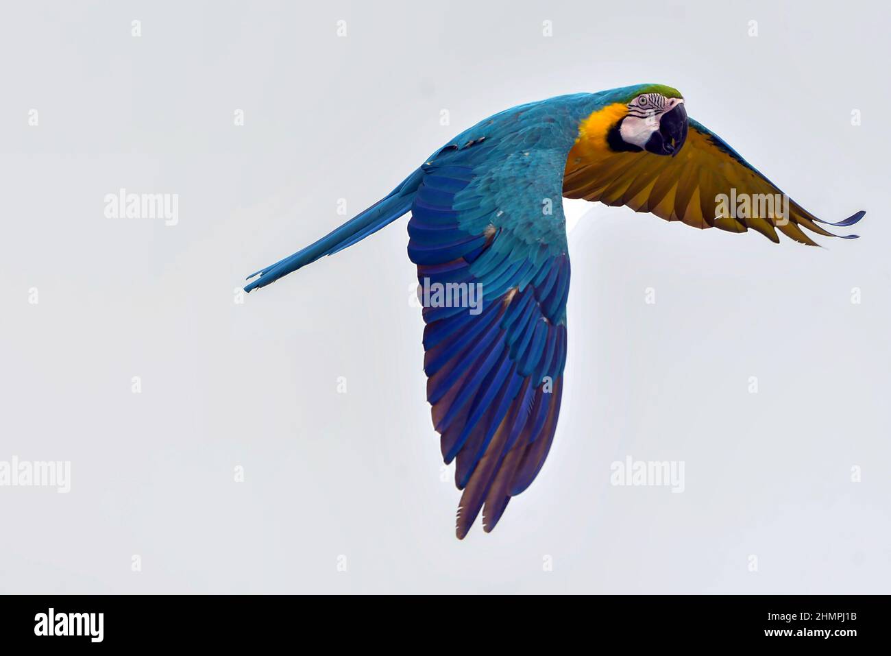 Macaw parrot in flight, Indonesia Stock Photo - Alamy