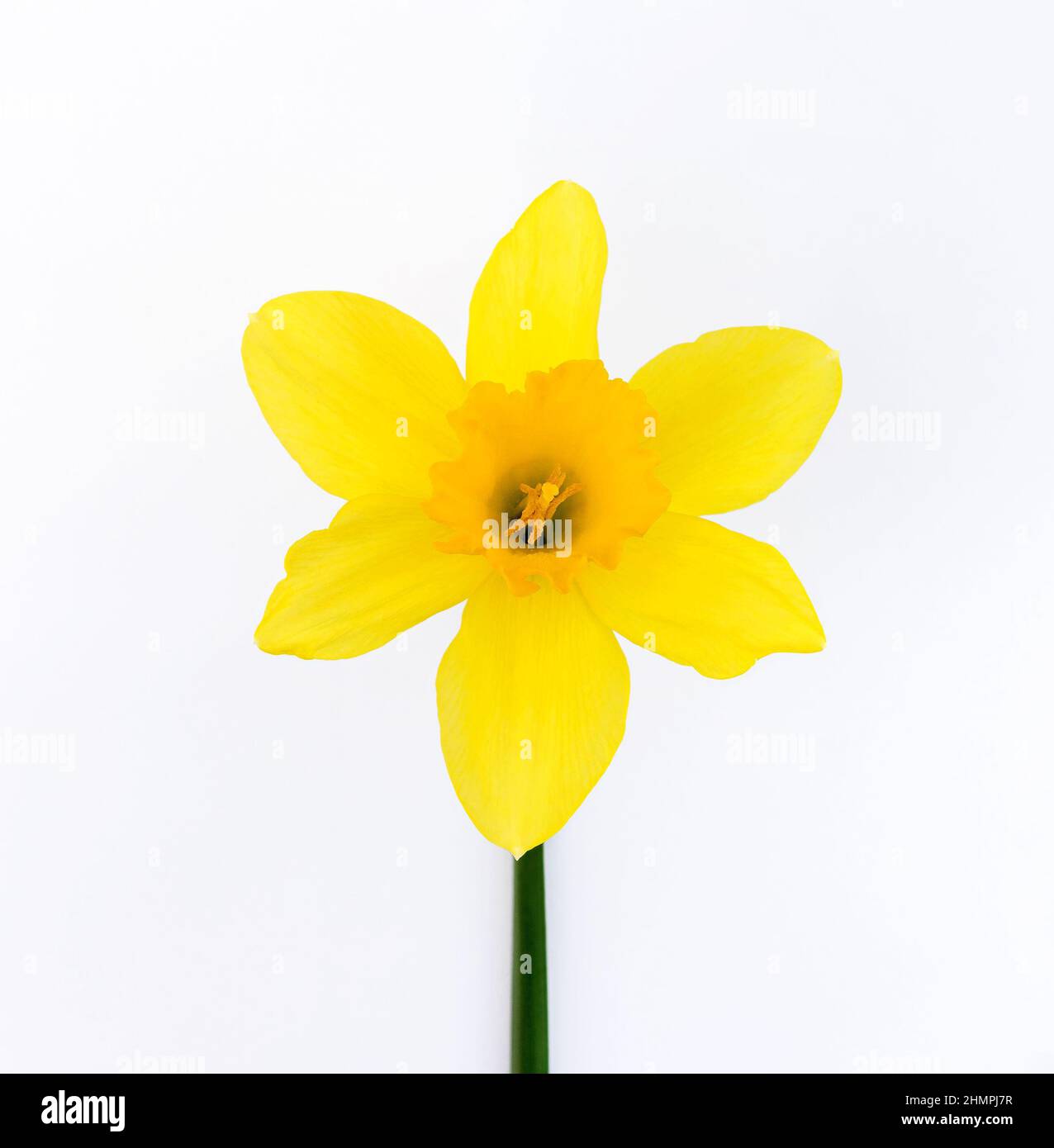 Cute bright yellow daffodils isolated on white background Stock Photo ...