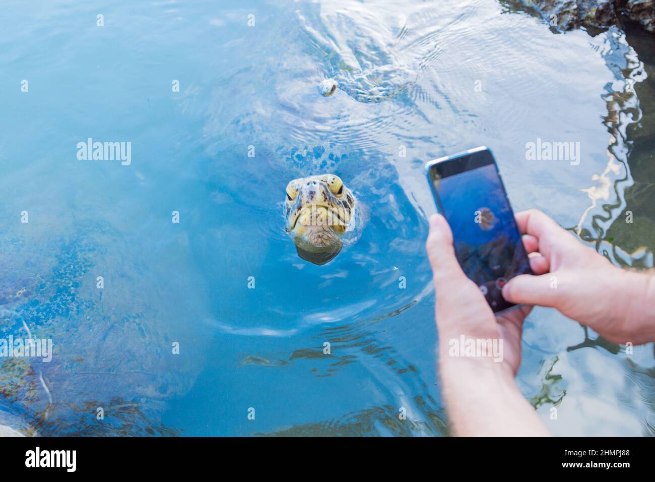 man with camera releases turtle, volunteer saves turtles, animal ...