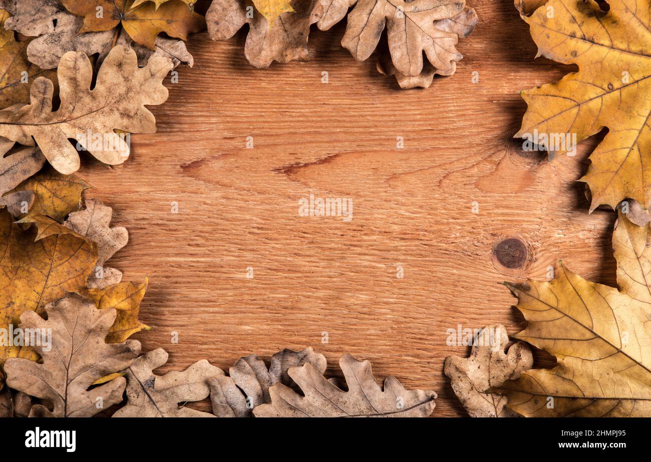 foliage of autumn oak and maple leaves on a wooden background in the ...