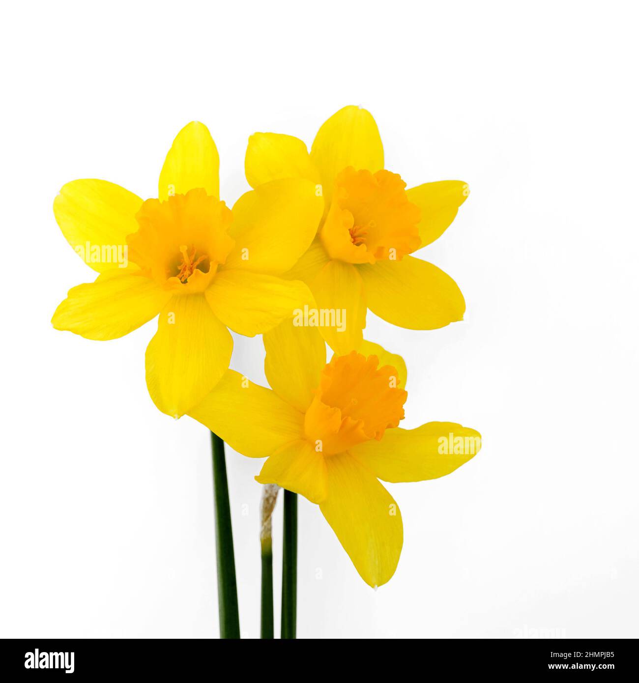 Cute bright yellow daffodils isolated on white background Stock Photo ...