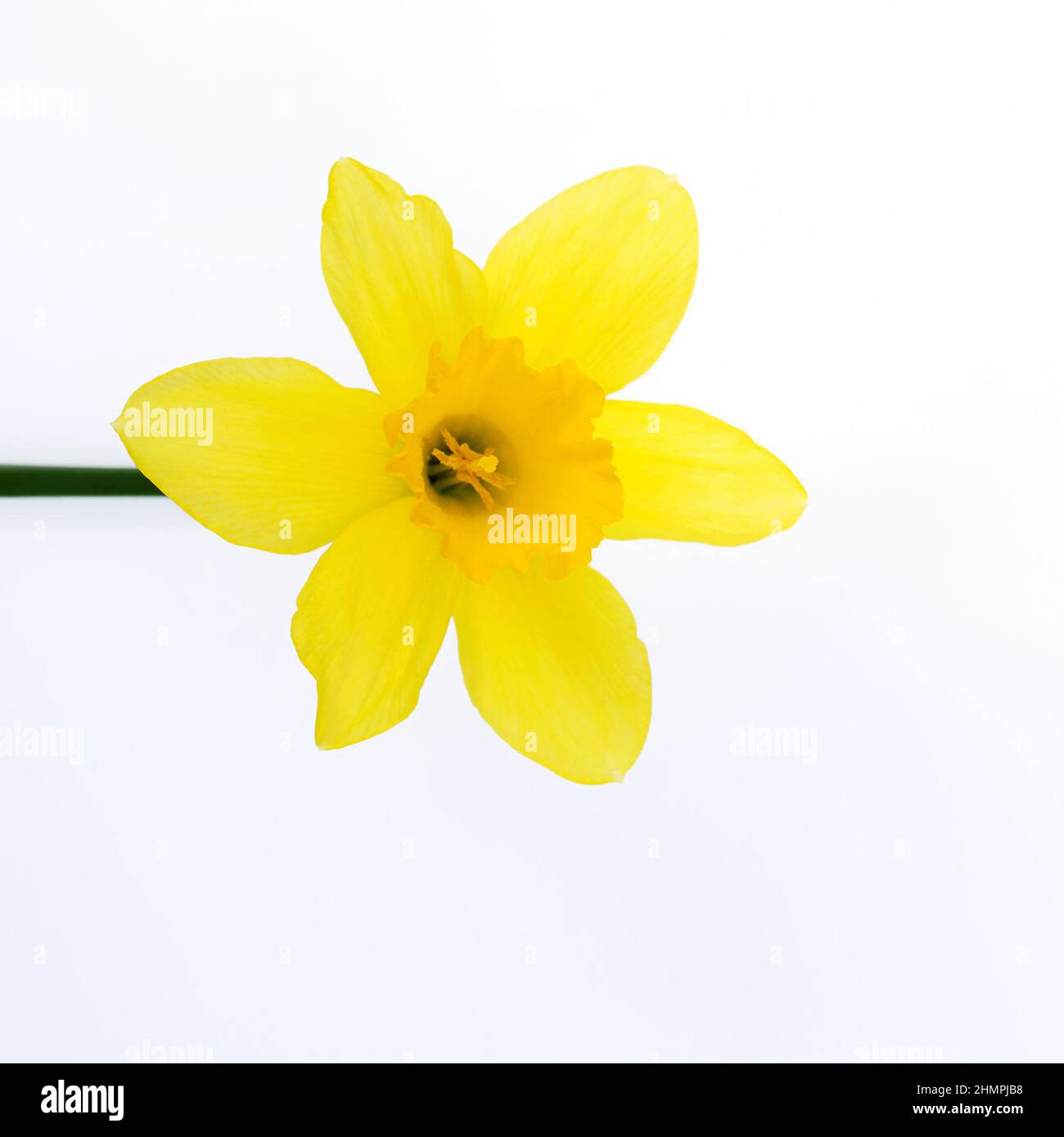 Cute bright yellow daffodils isolated on white background Stock Photo ...