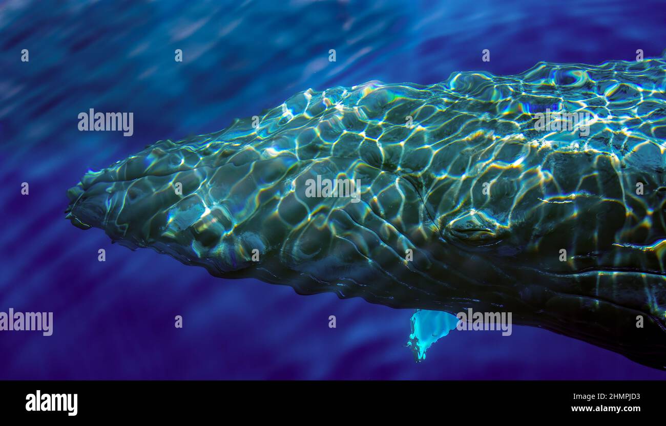 Overhead view of a humpback Whale swimming Underwater, Hawaii, USA ...