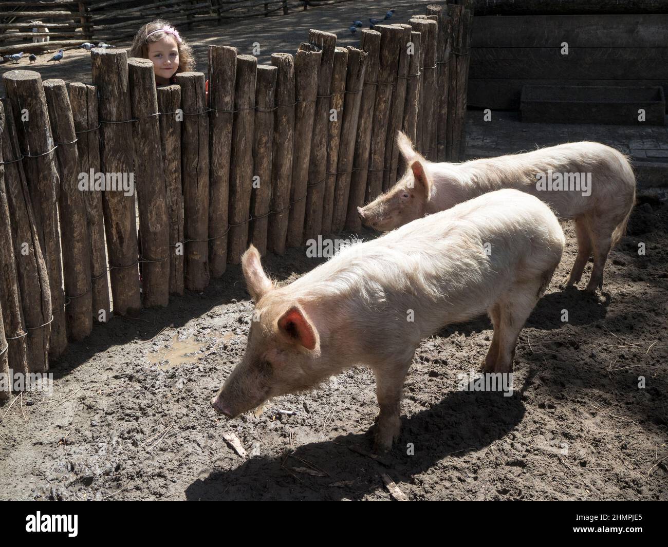Girl looking at two pigs in an animal pen, Italy Stock Photo - Alamy