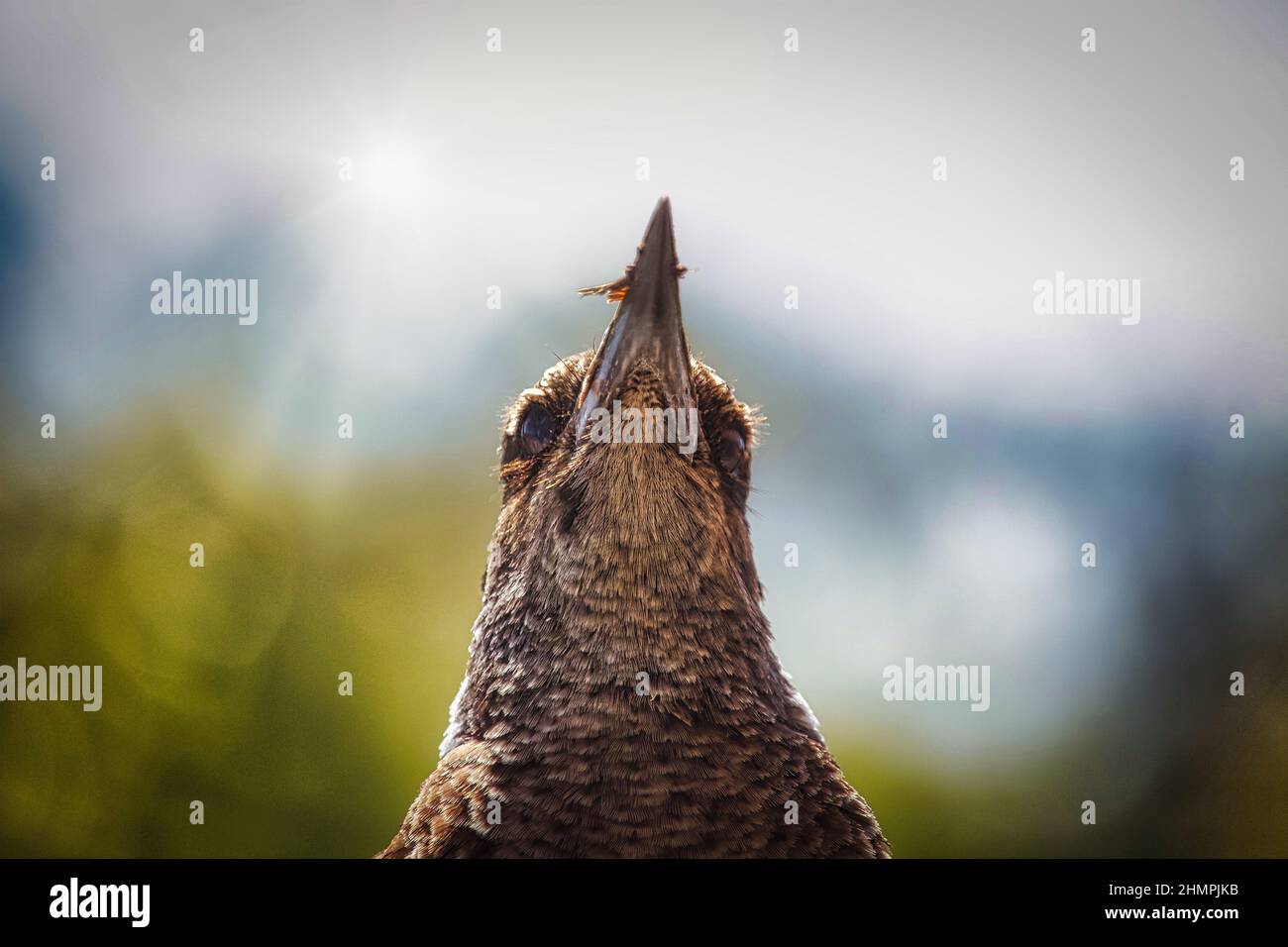 Magpie young bird hi-res stock photography and images - Alamy