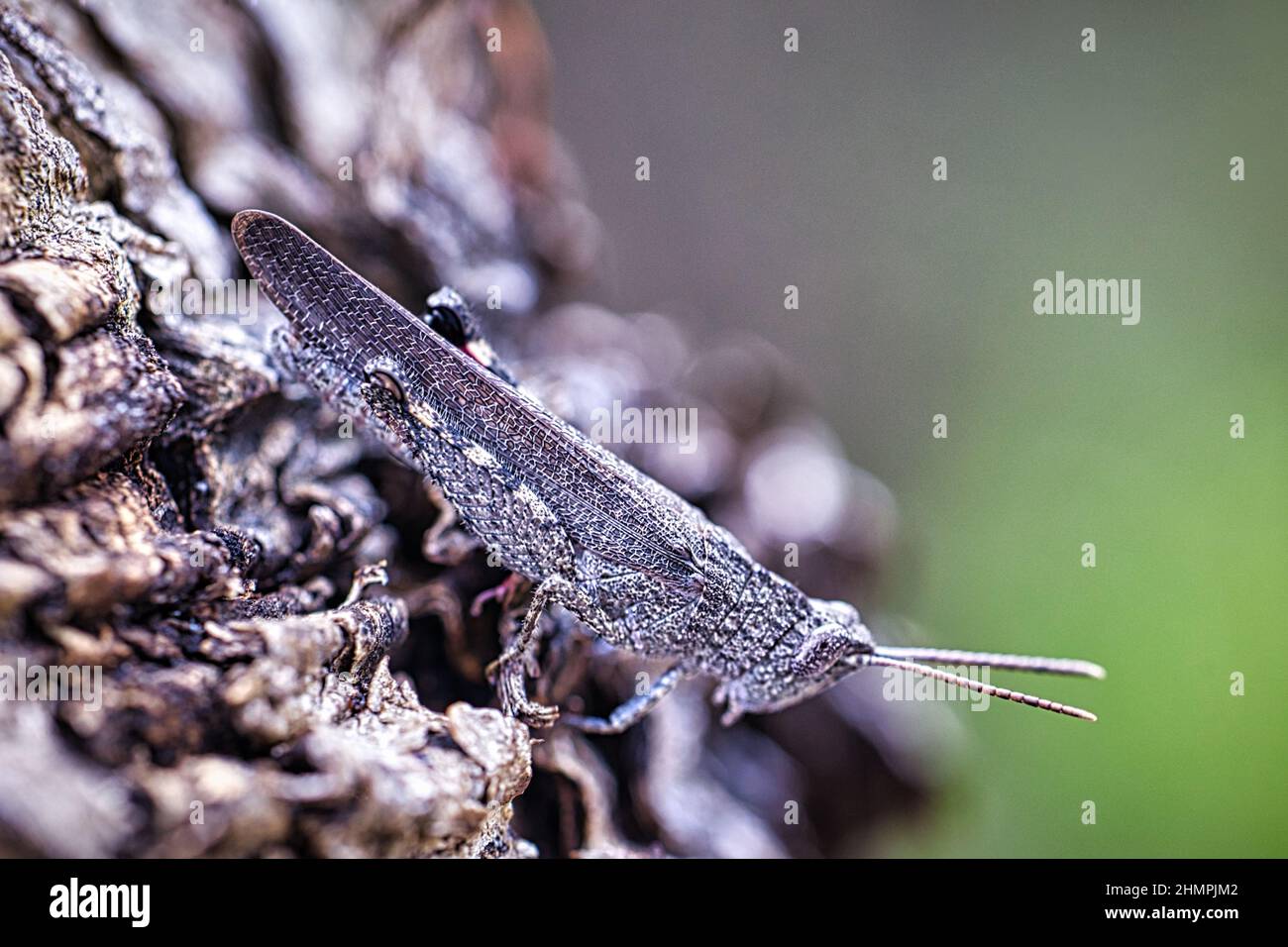 Grasshopper on tree, Lincoln National Park Stock Photo - Alamy