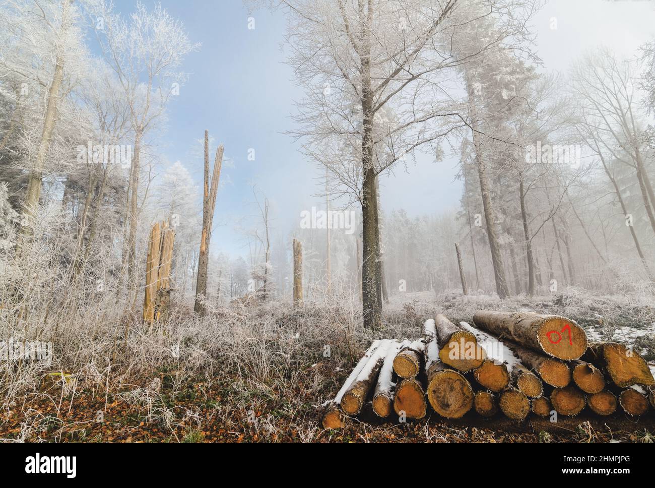 Stack of logs in a forest in winter, Remetschwil, Aargau, Switzerland ...