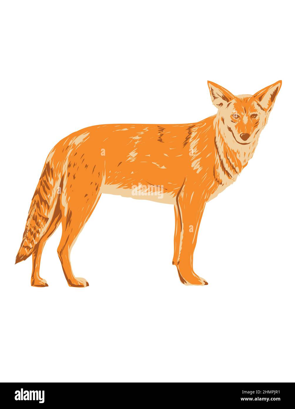 The prairie wolf hi-res stock photography and images - Alamy