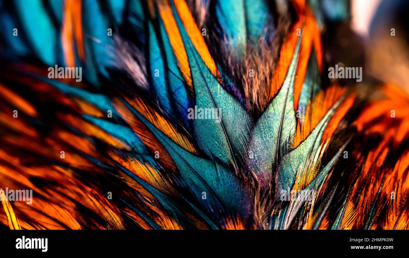 Indian rooster feathers hi-res stock photography and images - Alamy
