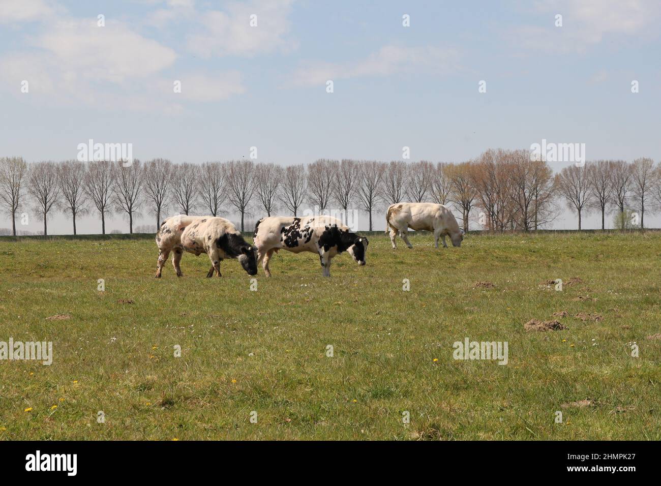 Grazing natural grassland hi-res stock photography and images - Alamy