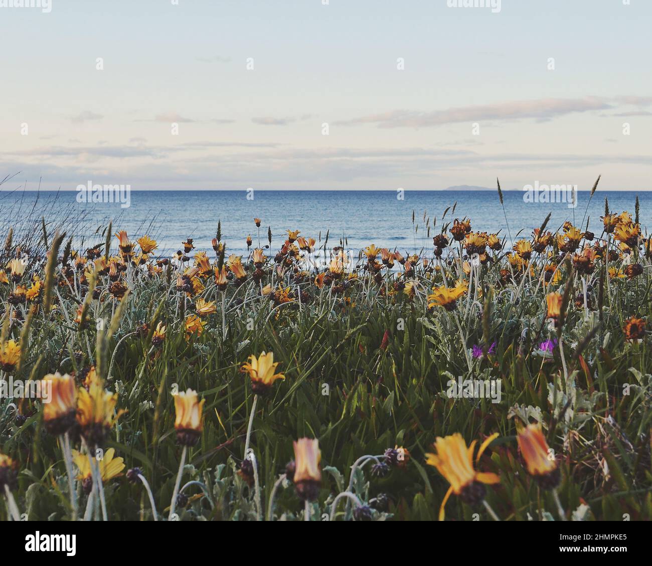 Coromandel in new zealand hi-res stock photography and images - Alamy