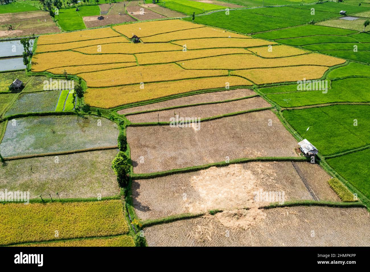 Aerial view rice field structure hi-res stock photography and images ...