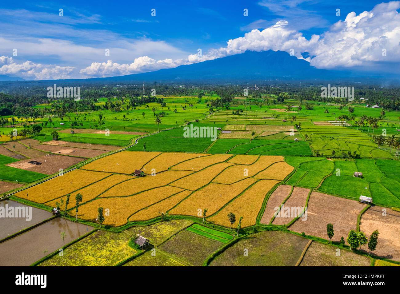 Aerial view of tropical rice fields, Lombok, Indonesia Stock Photo - Alamy