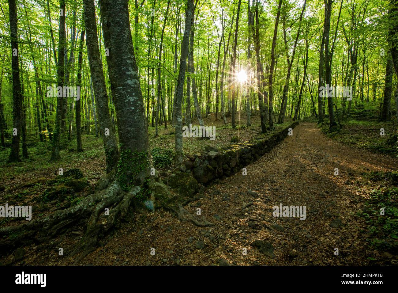 Garrotxa volcanic zone natural park hi-res stock photography and images ...