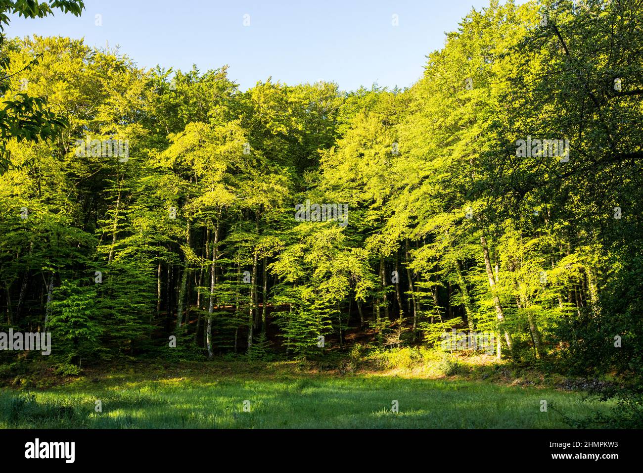 La Fageda d'en Jorda Forest at sunrise, La Garrotxa, Girona, Spain ...
