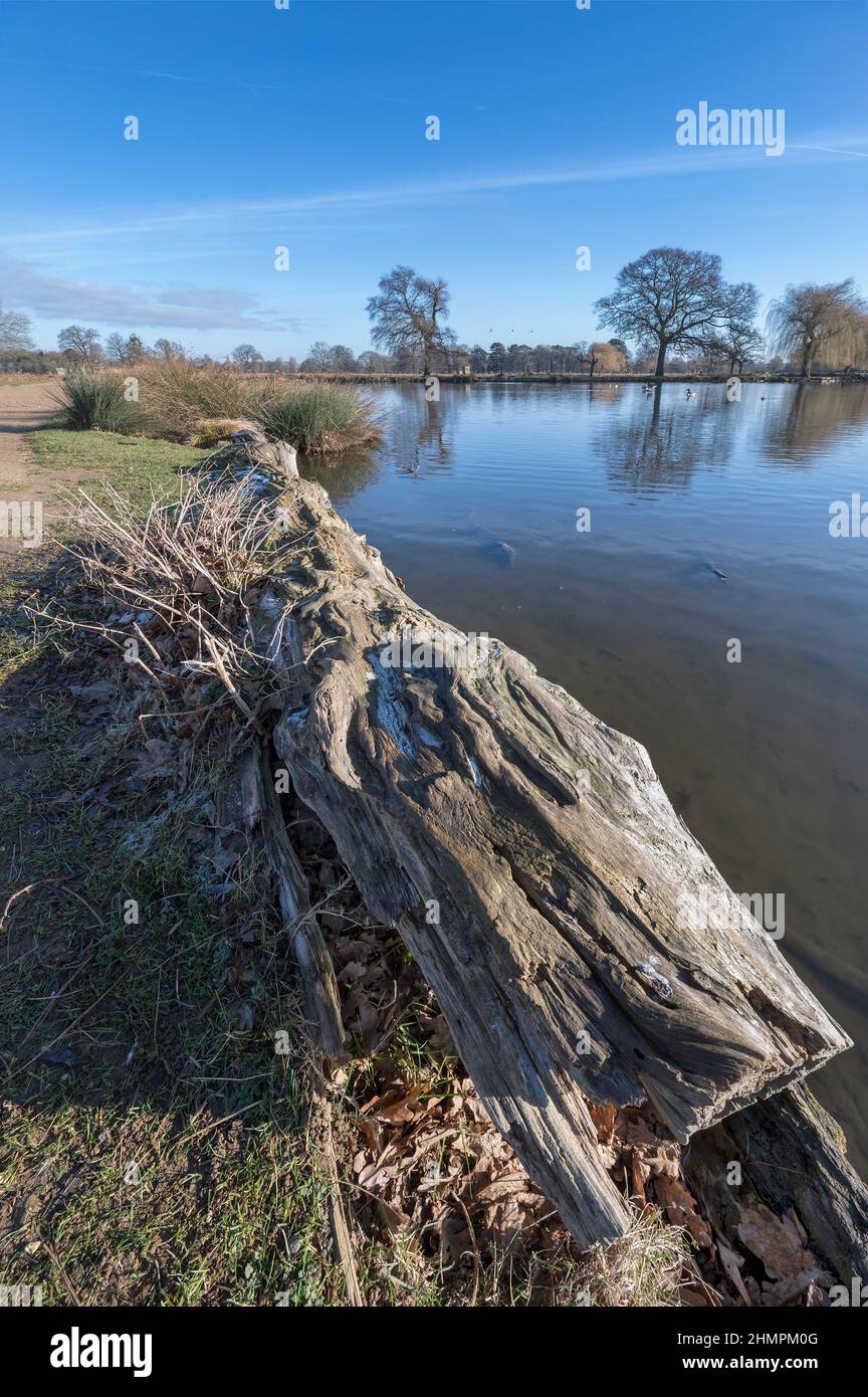 Interesting log lying beside the pond Stock Photo - Alamy