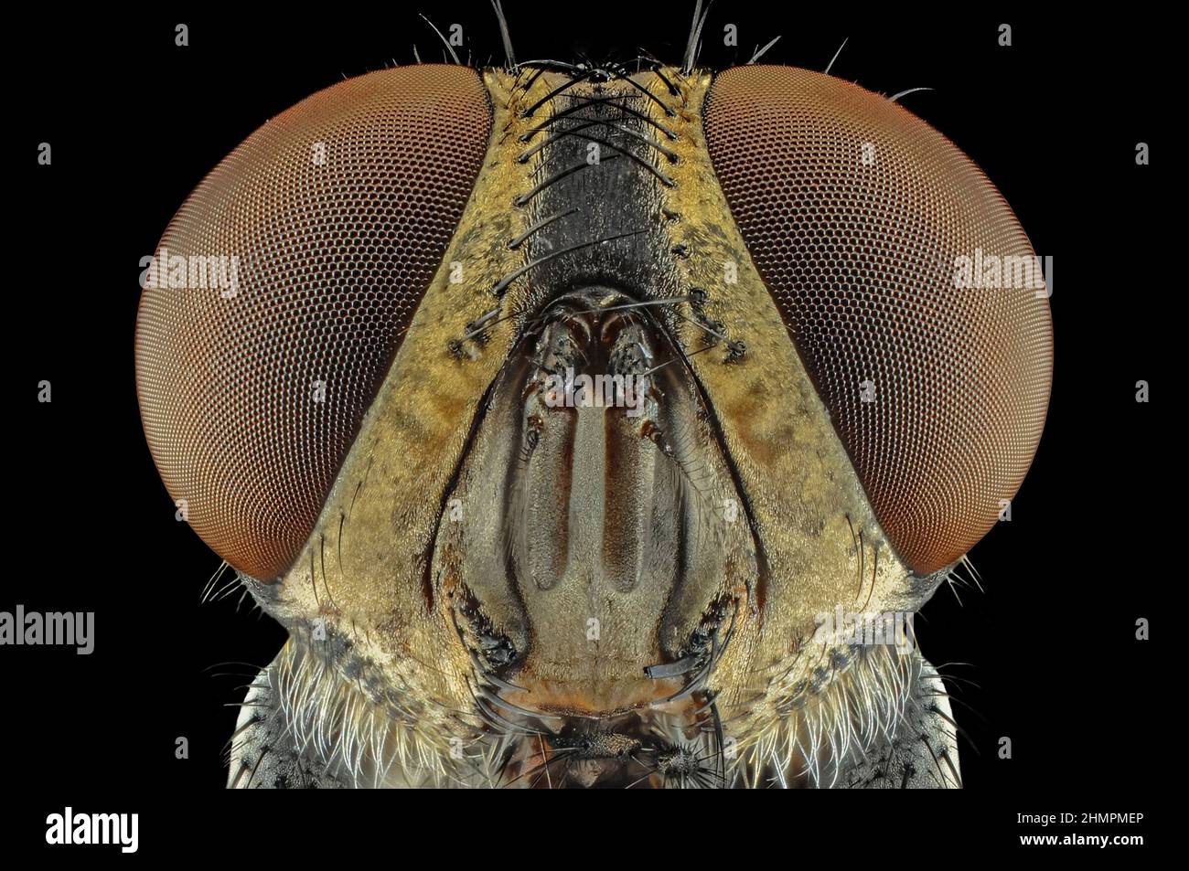 Black fly compound eye hi-res stock photography and images - Alamy