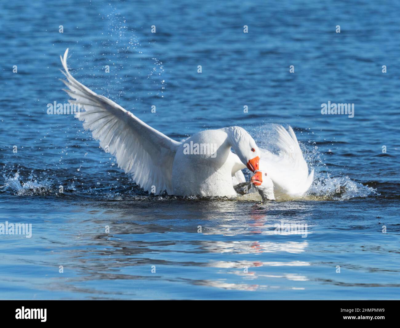Geese mating hi-res stock photography and images - Alamy