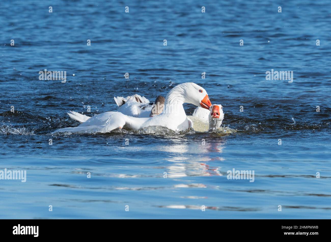 White geese MATING ON THE BLUE WATER Stock Photo - Alamy