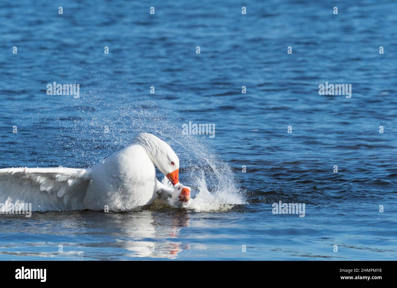 White geese MATING ON THE BLUE WATER Stock Photo - Alamy