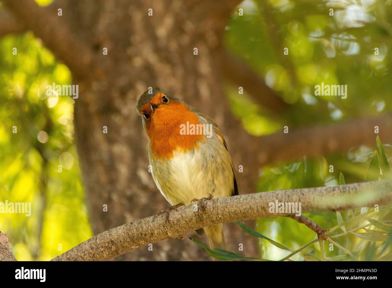 Nightingale wing hi-res stock photography and images - Alamy