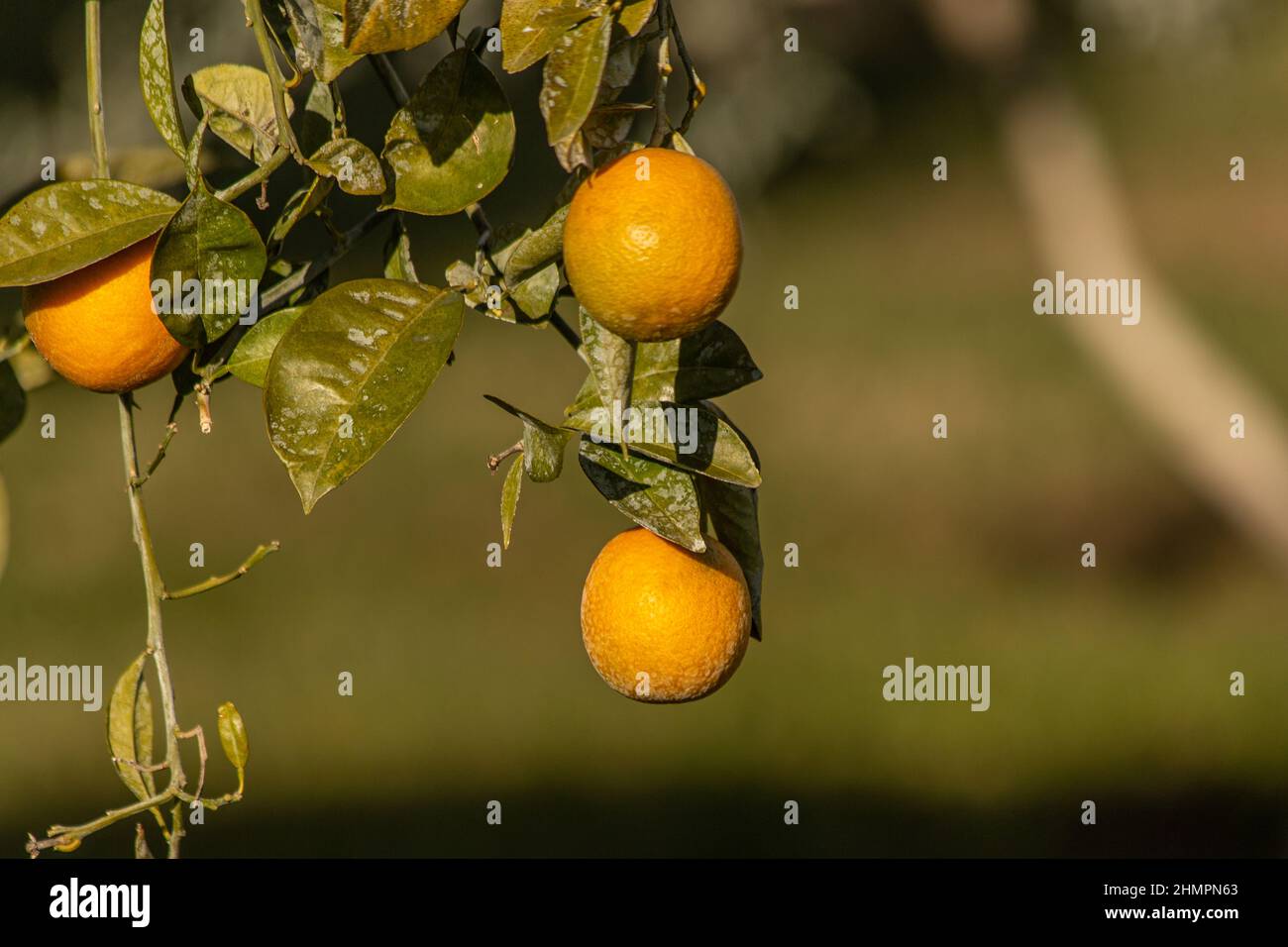 Oranges growing on the tree in Turkey. "SELECTİVE FOCUS Stock Photo - Alamy