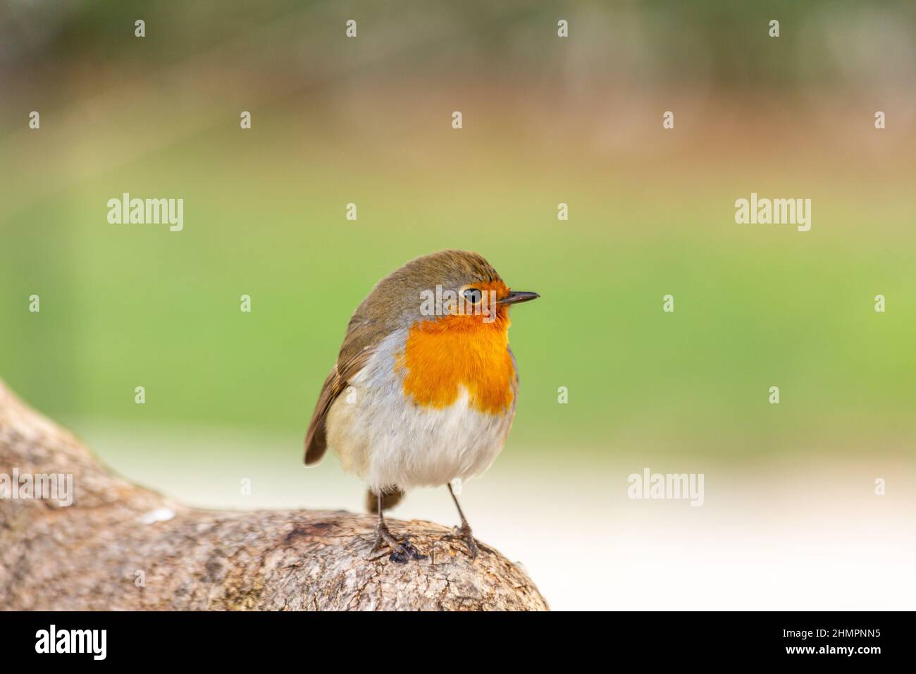 Nightingale wing hi-res stock photography and images - Alamy
