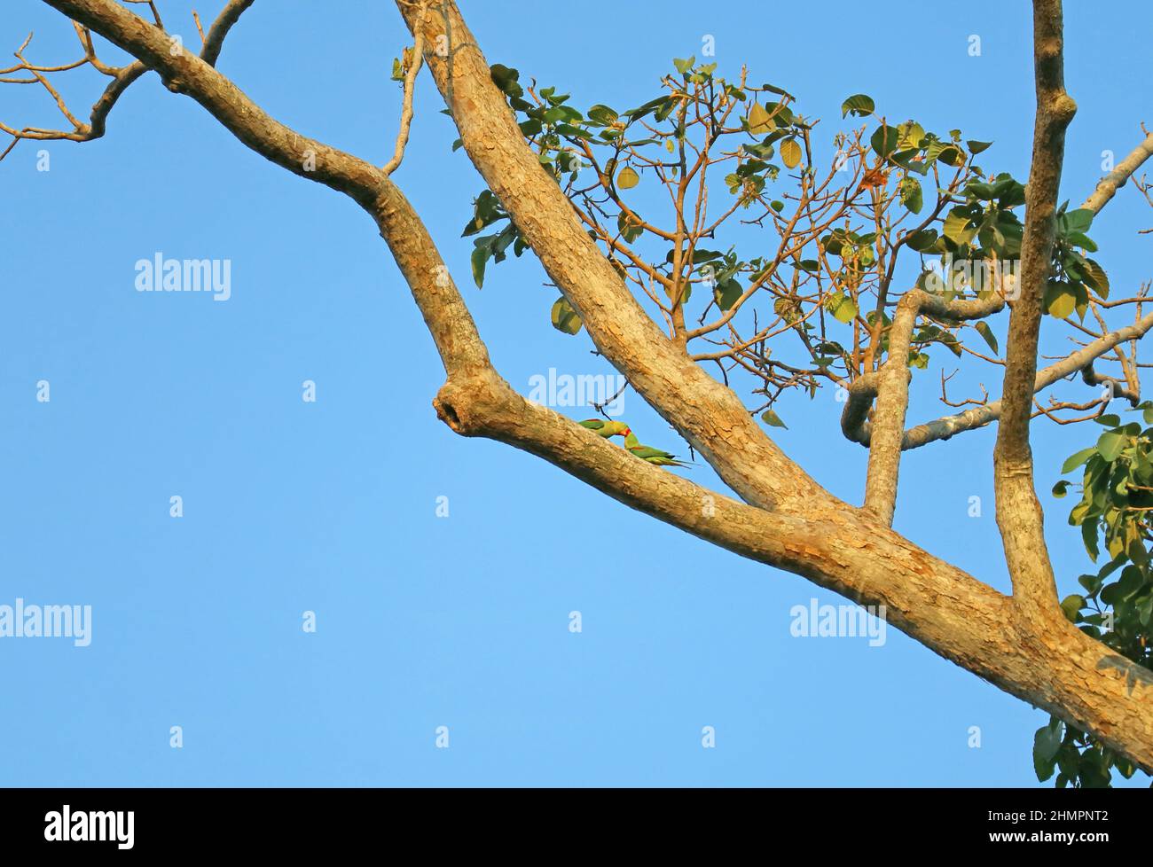 Adorable Alexandrine Parakeet Couple Kissing before Mating on the Resin ...