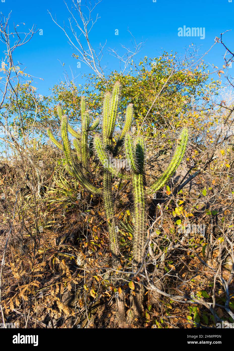 Xique xique cactus (Pilosocereus gounellei) in the caatinga forest ...