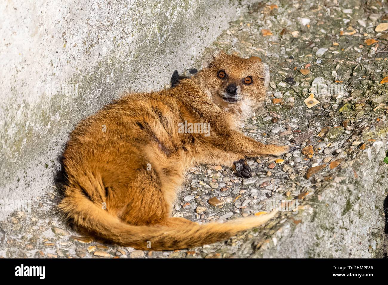 yellow mongoose, Cynictis penicillata, cute animal lying, portrait ...