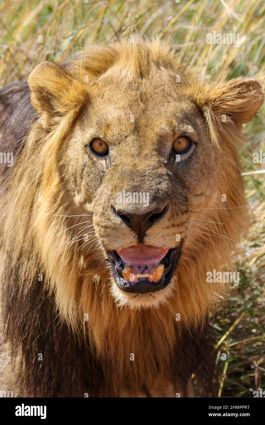 Male Lion, Pilanesberg National Park, South Africa Stock Photo - Alamy