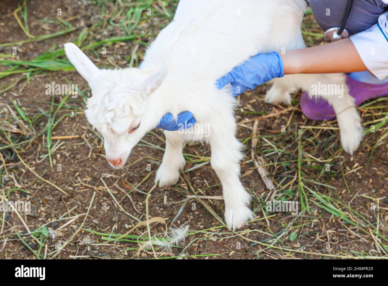 Young veterinarian woman with stethoscope holding and examining goat ...