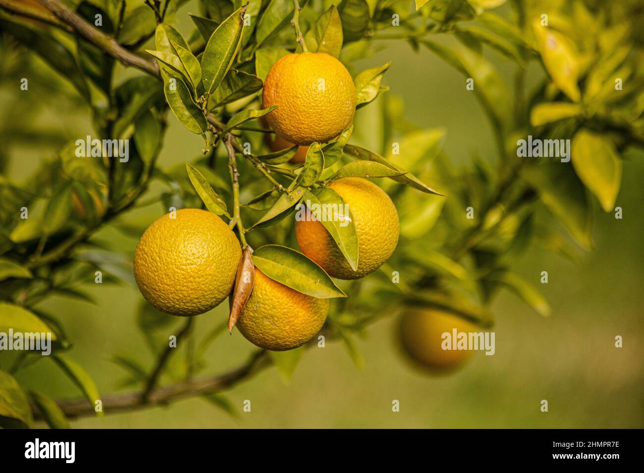 Oranges growing on the tree in Turkey. "SELECTİVE FOCUS Stock Photo - Alamy