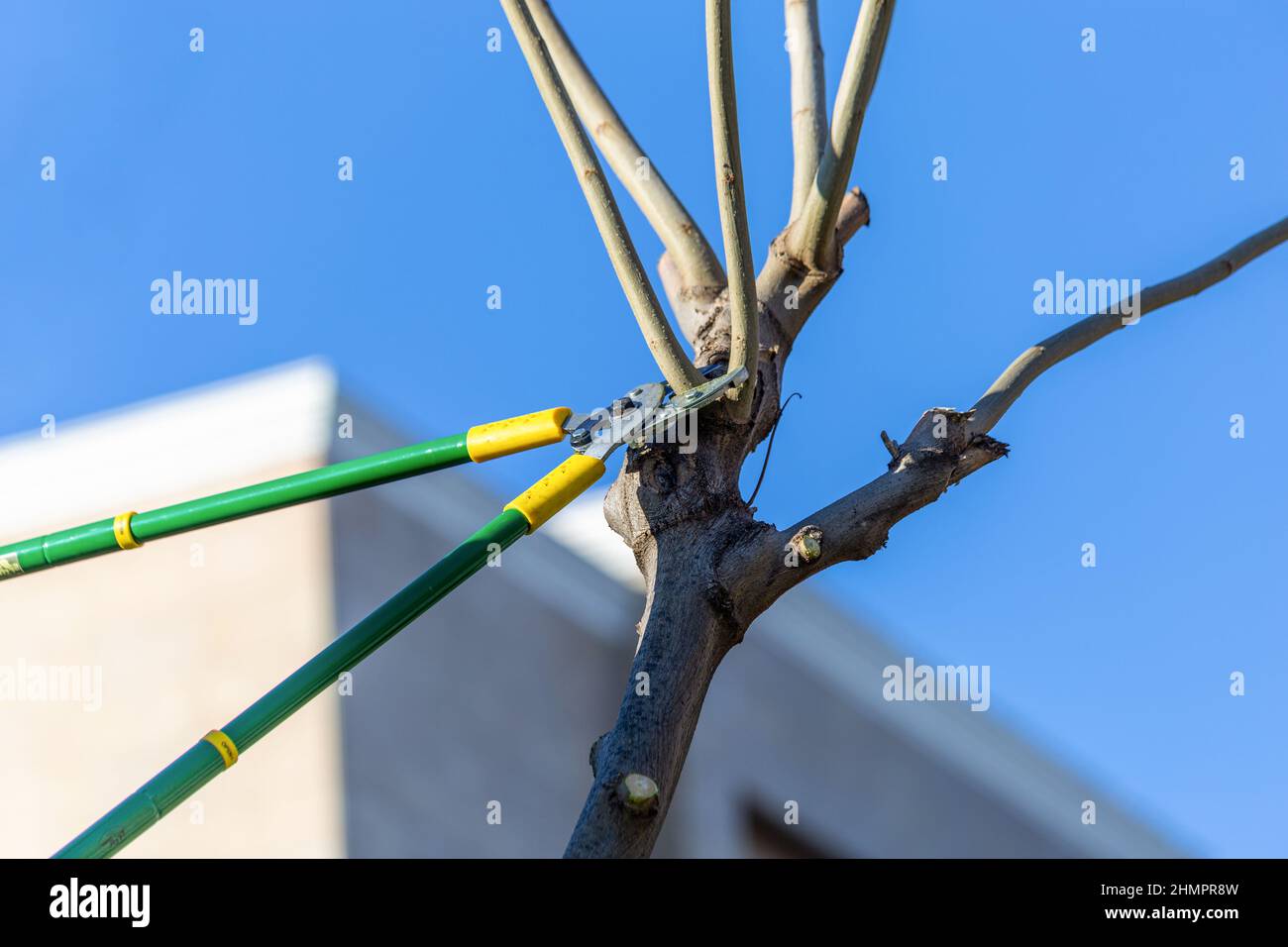 Tree pruning with pruning shears. tree pruning Stock Photo - Alamy