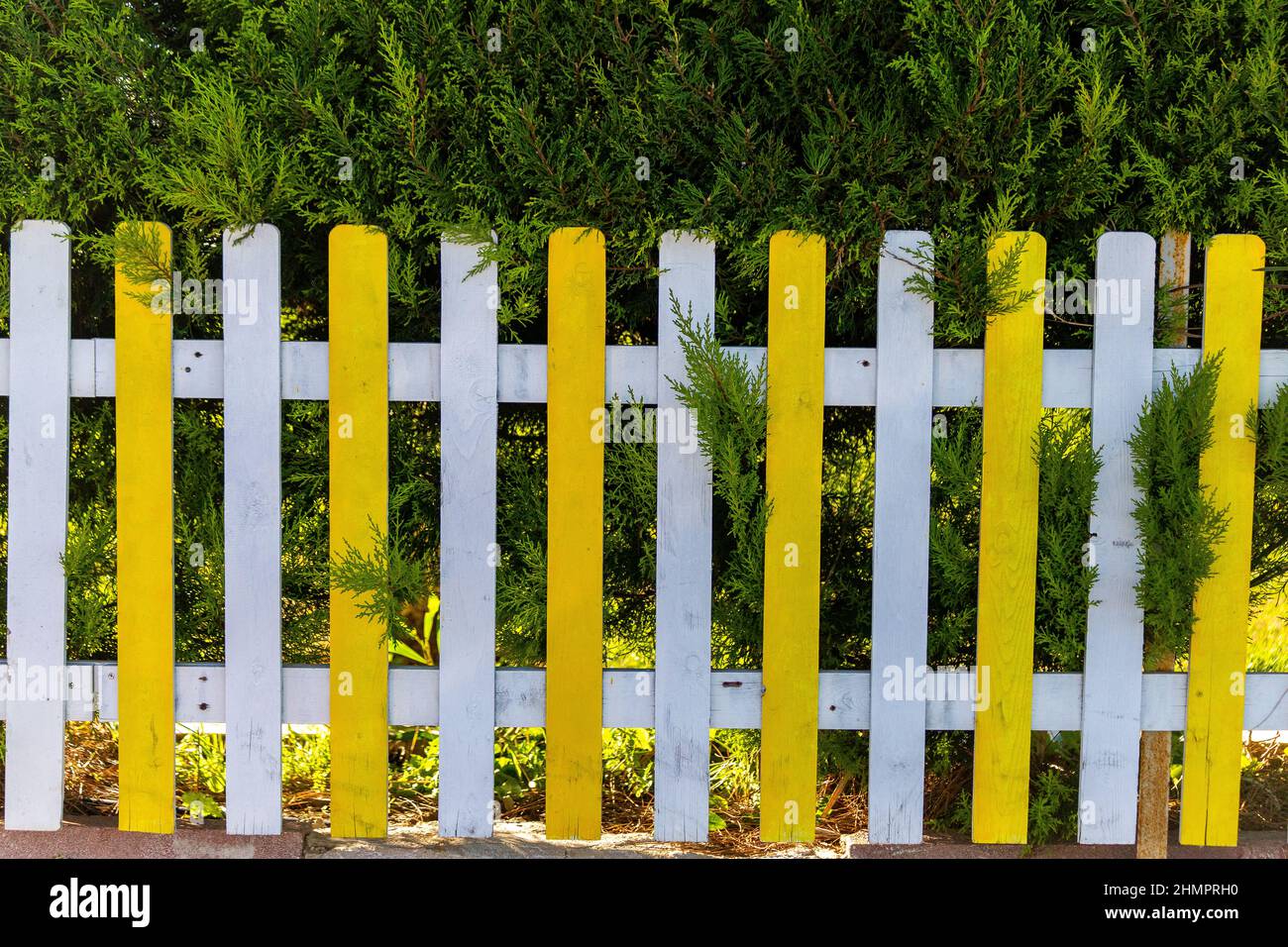 Yellow and white wooden fence in front of Cupressocyparis leylandii ...