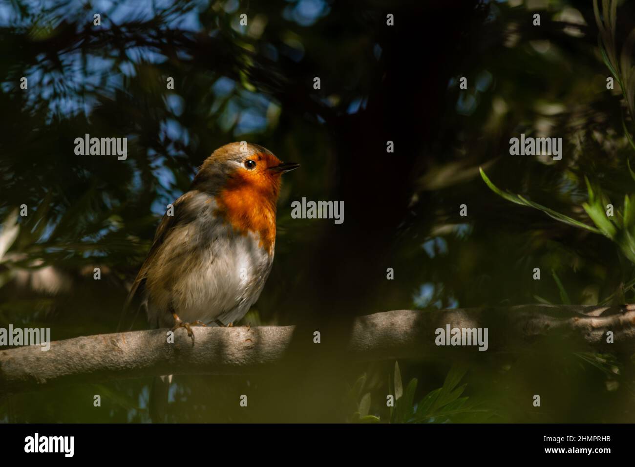 Robin or pomegranate Nightingale is a species of bird classified in the ...