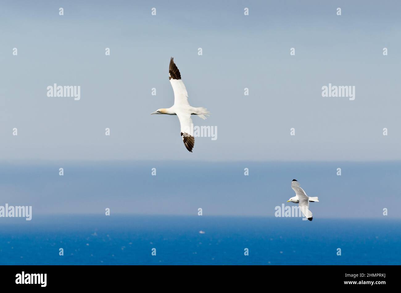 Northern gannet in flight above the ocean Stock Photo - Alamy