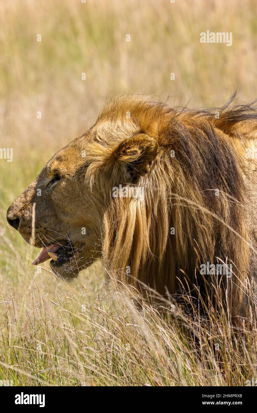 Male Lion, Pilanesberg National Park, South Africa Stock Photo - Alamy