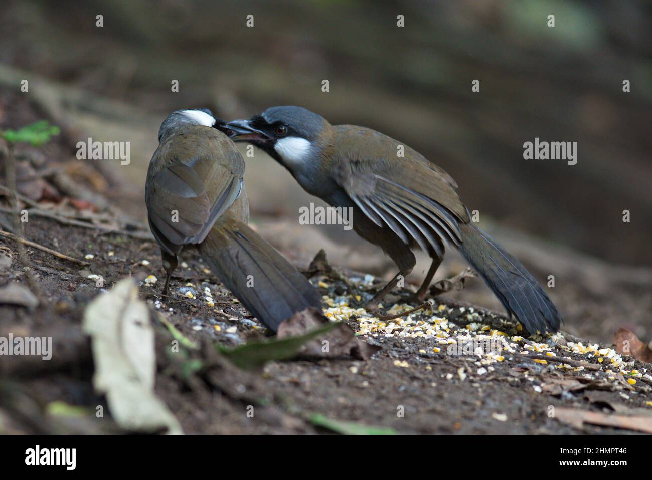 Black and white laughing thrush hi-res stock photography and images - Alamy