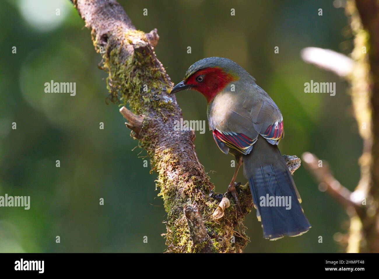 Scarlet-faced Liocichla bir Stock Photo - Alamy