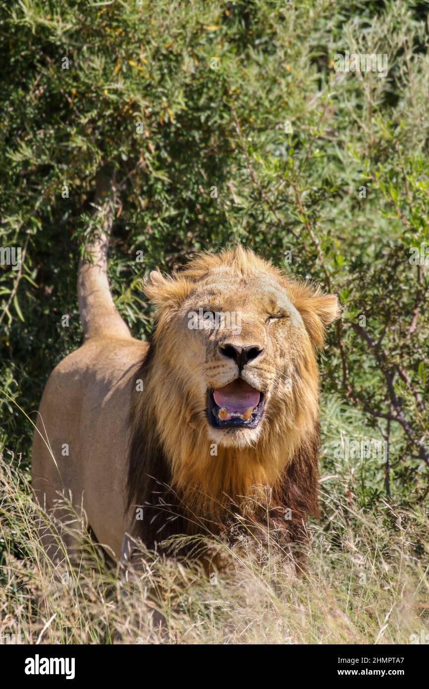 Male Lion, Pilanesberg National Park, South Africa Stock Photo - Alamy