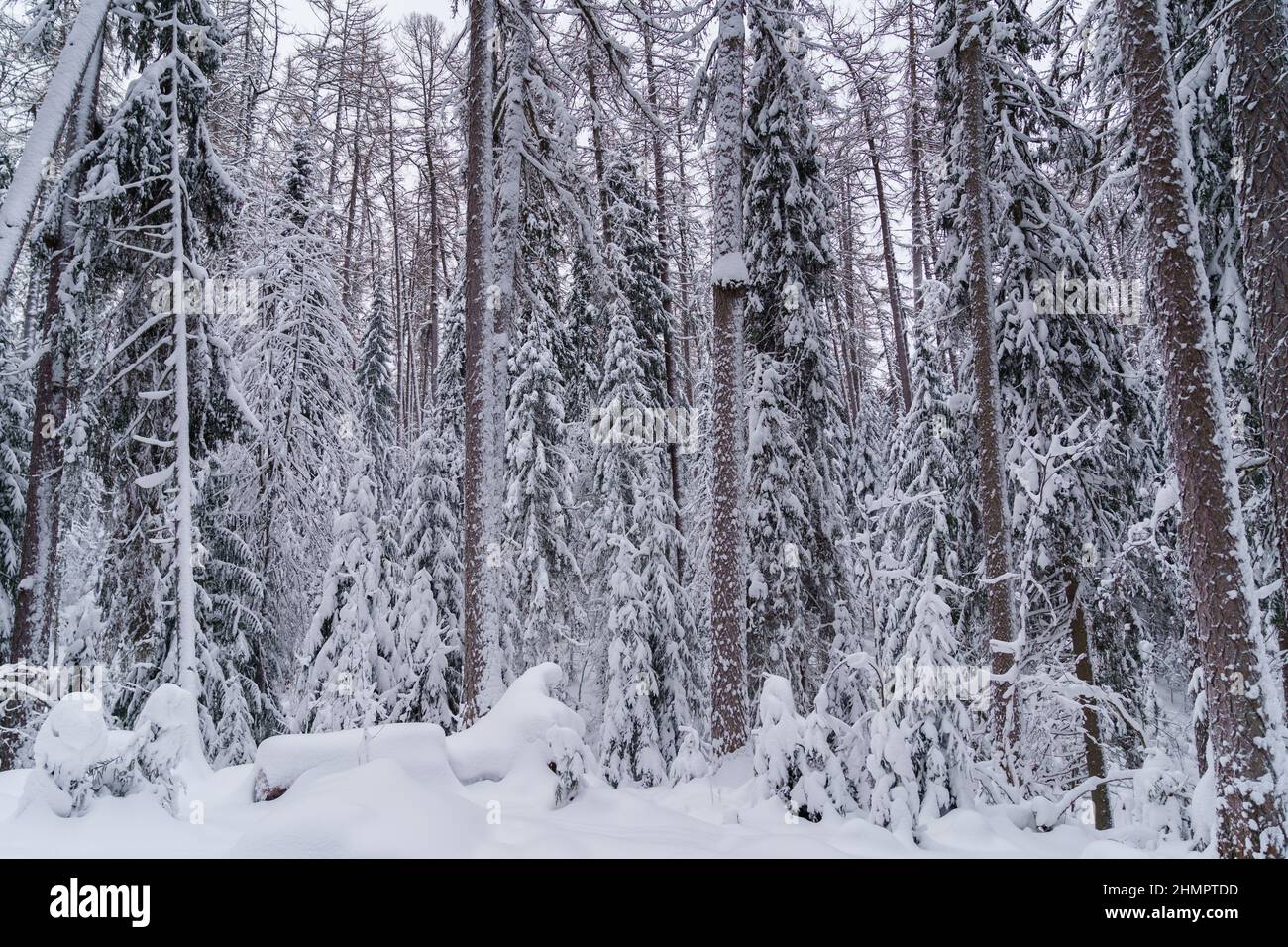 Coniferous forest in snow hi-res stock photography and images - Alamy