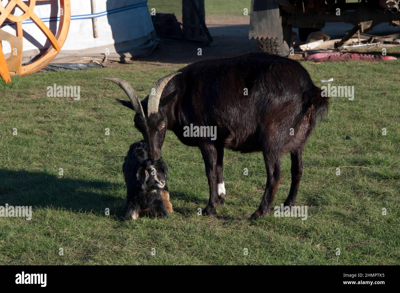 Black adult goat with a white leg taking care of its just new born baby ...