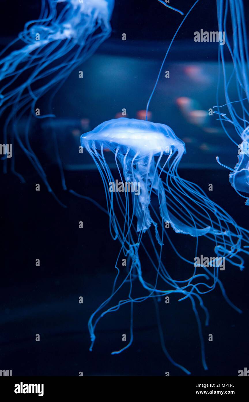 Sanderia malayensis jellyfish family Pelagiidae, native to tropical ...