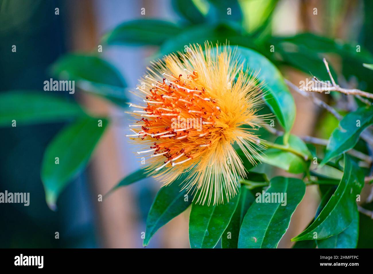 Blossom of yellow powderpuff exotic plant calliandra haematocephala ...